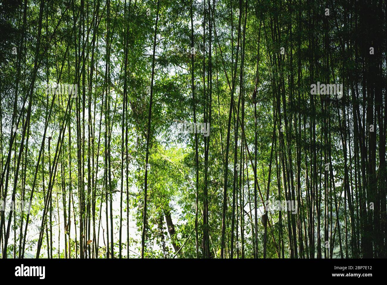 Bamboo tree bamboo forest green nature,Nature background Stock Photo ...