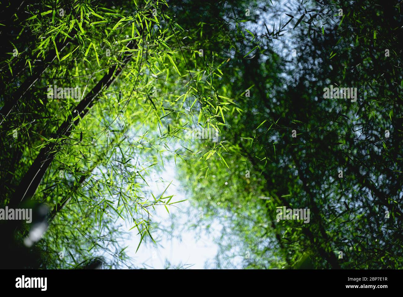 Bamboo tree bamboo forest green nature,Nature background Stock Photo ...