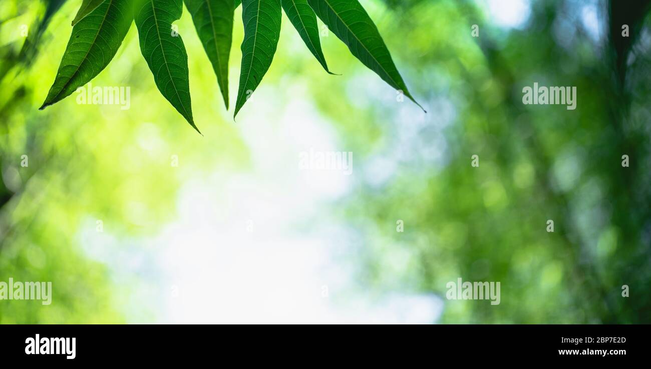 Green Leaves a natural green background,Natural light Stock Photo - Alamy