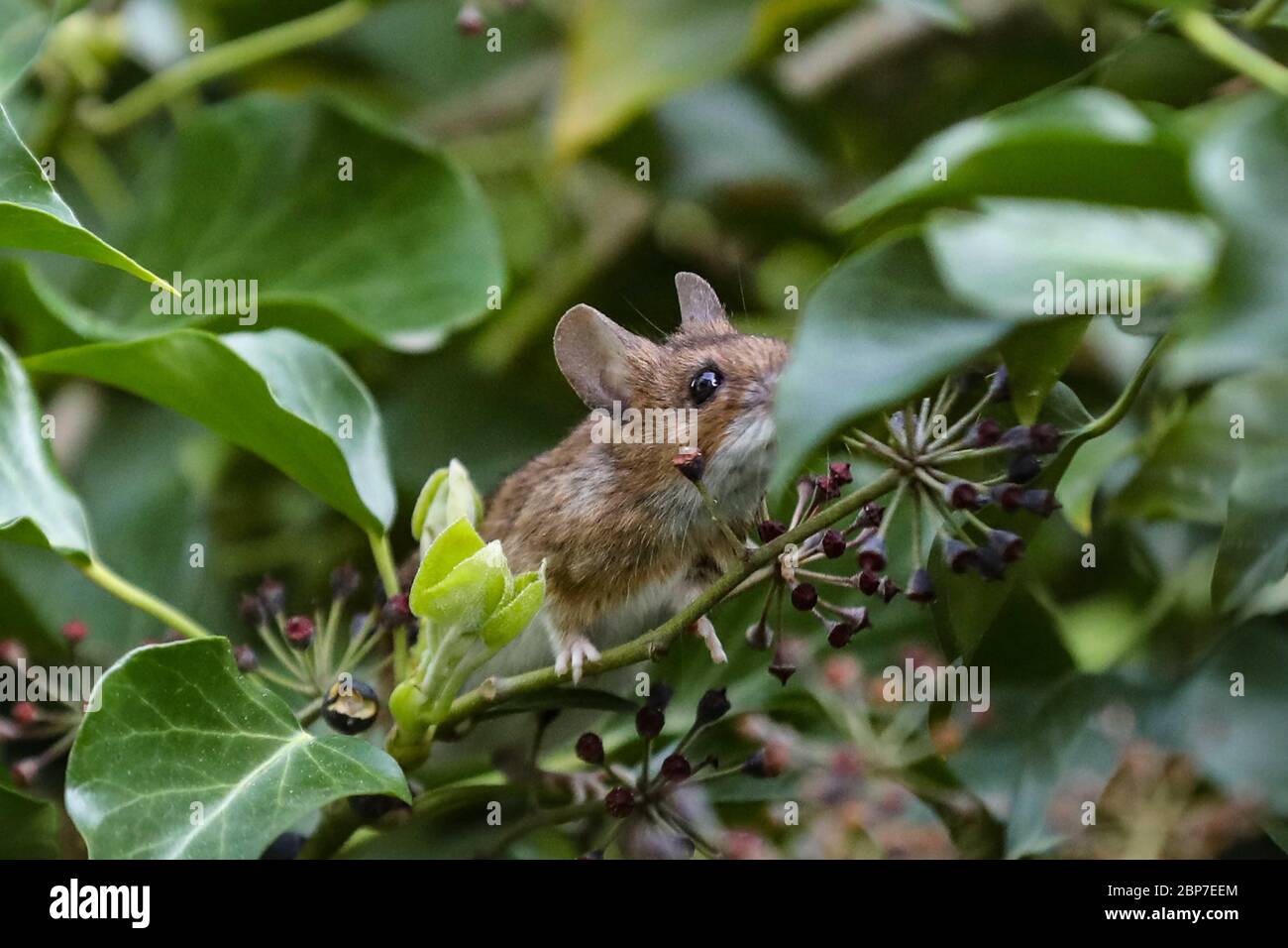 Dresden, Germany. 15th May, 2020. Wood mouse sits on a branch in an ivy ...