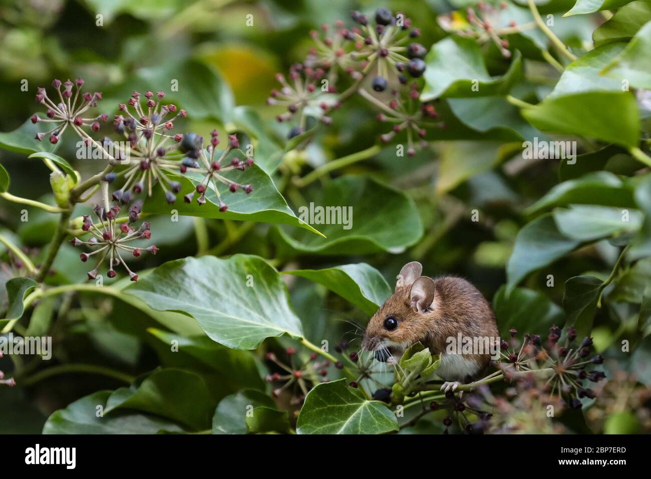 Dresden, Germany. 15th May, 2020. Wood mouse sitting on a branch in an ...