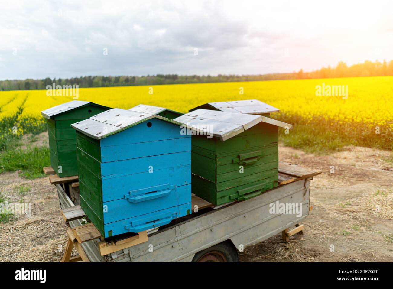 Eco-friendly beekeeping. mobile hives in the middle of a rapeseed field ...