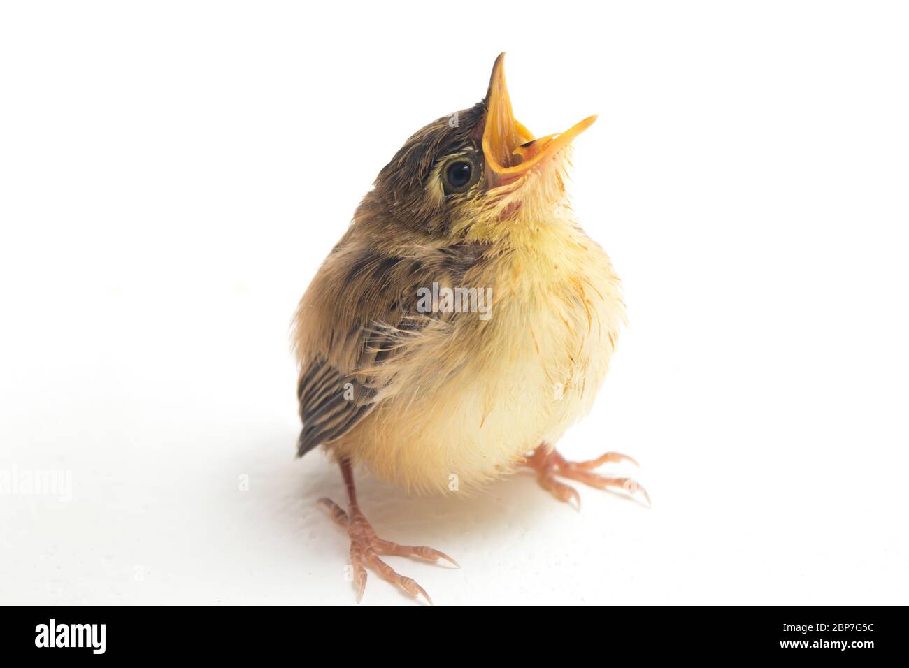 Young Zitting Cisticola Bird (Cisticola juncidis) isolated on white ...