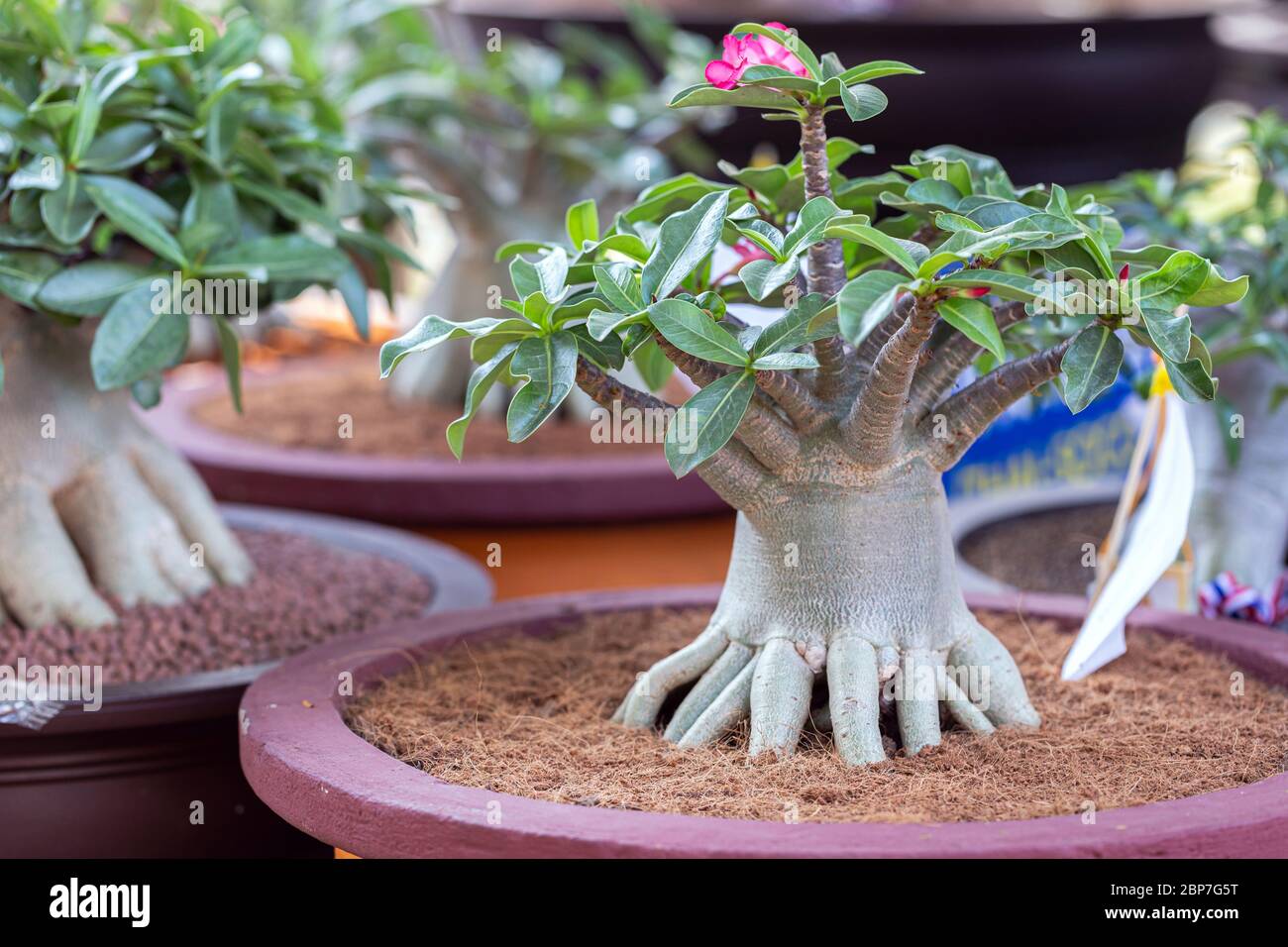 Bonsai tree in ceramic pot at Japanese garden for interior exterior ...