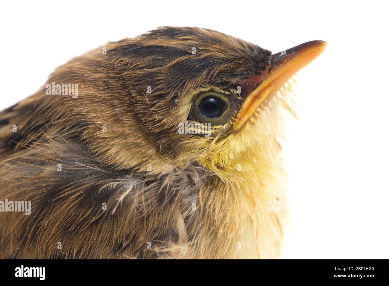 Young Zitting Cisticola Bird (Cisticola juncidis) isolated on white ...