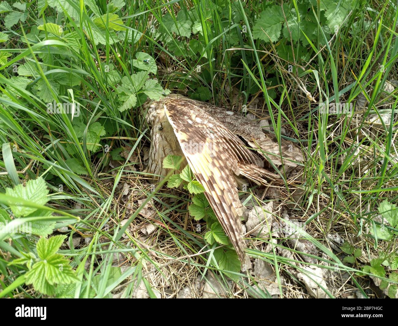 European eagle owl bubo bubo nest hi-res stock photography and images ...