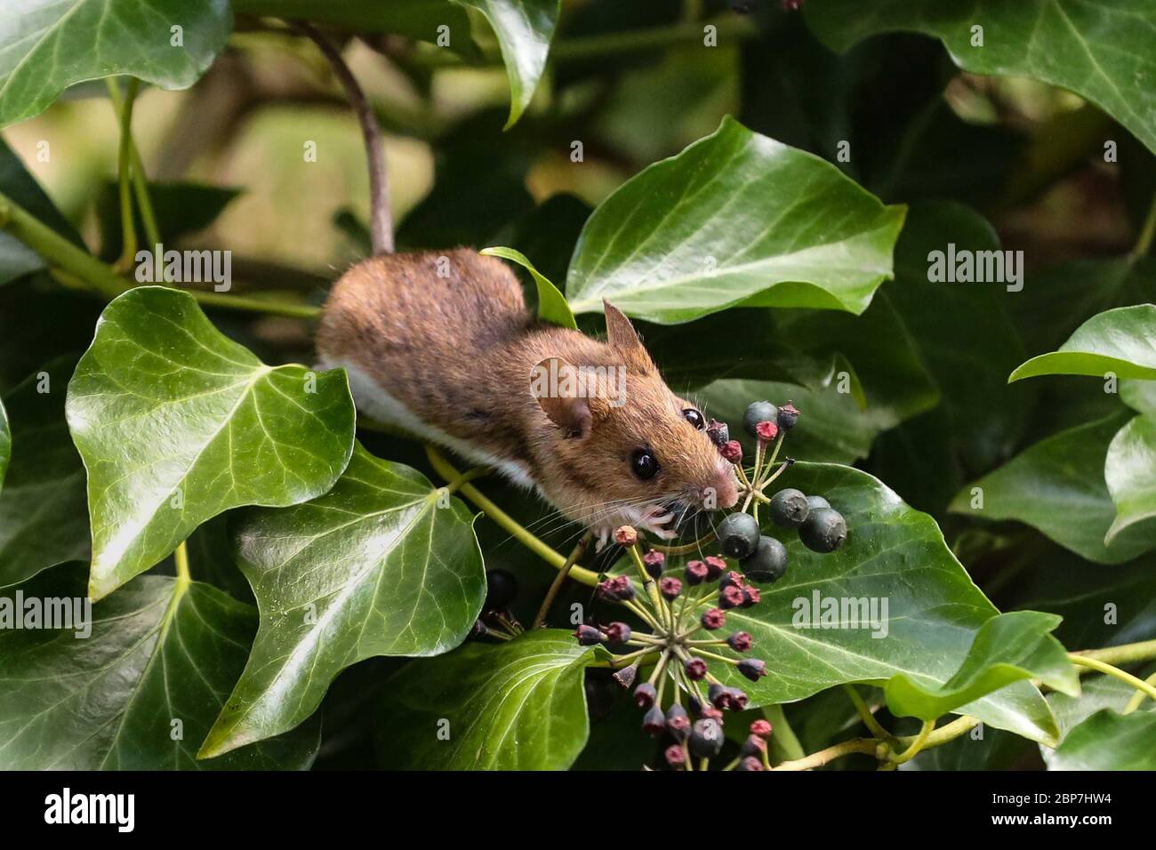 Dresden, Germany. 15th May, 2020. Wood mouse sits on a branch in an ivy ...