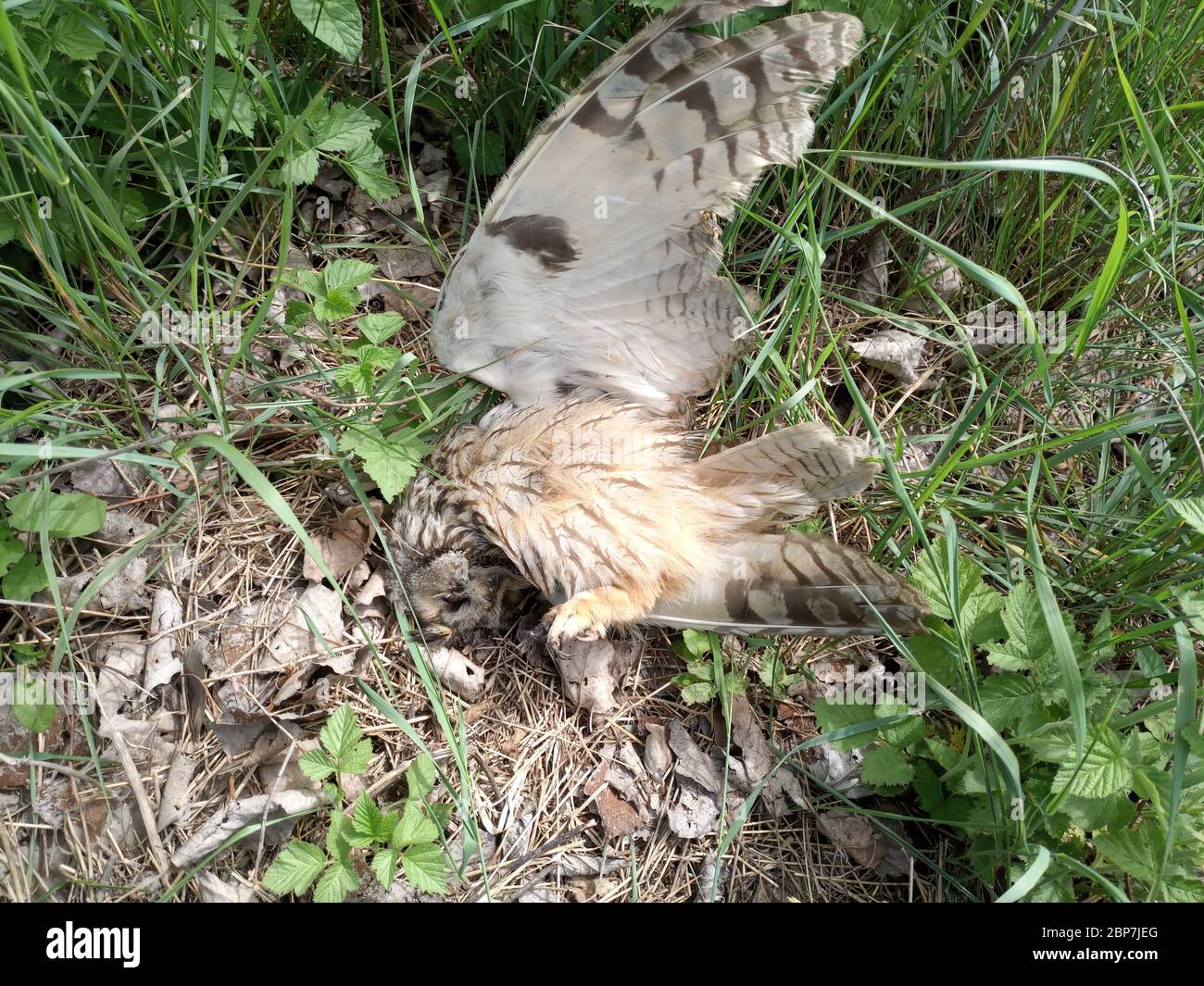 Dead owl. Found a dead owl in the grass Stock Photo - Alamy