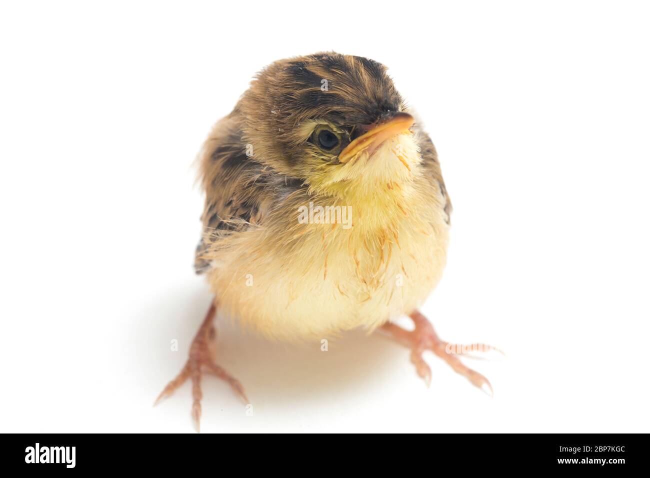 Young Zitting Cisticola Bird (Cisticola juncidis) isolated on white ...