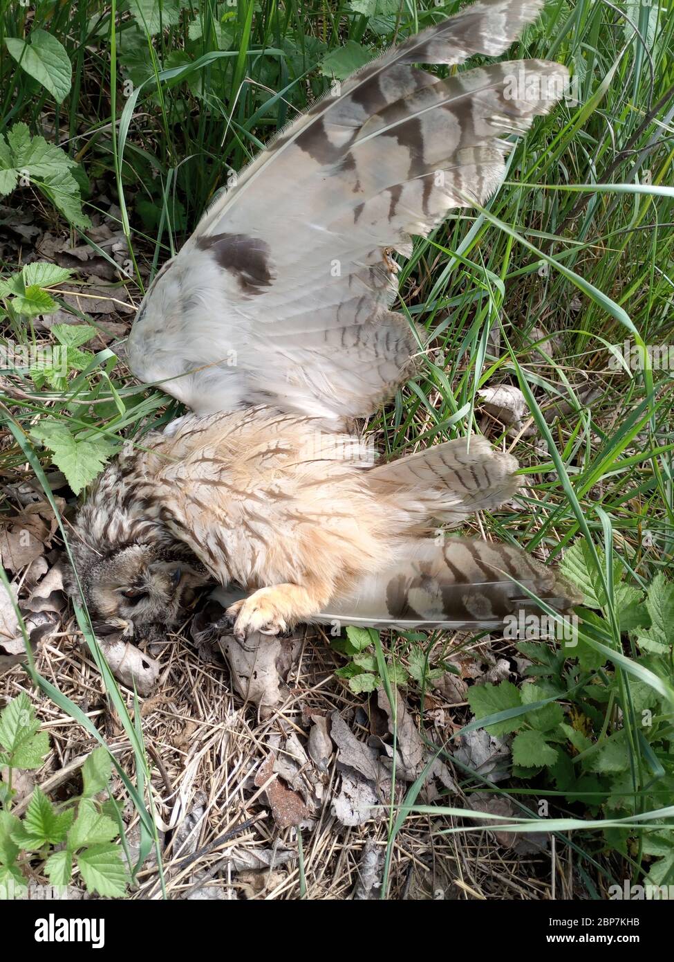 Eagle owl finland hi-res stock photography and images - Alamy