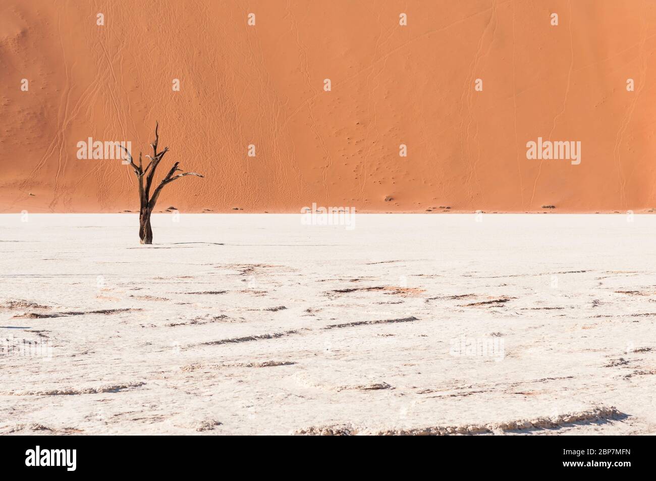 Dead acacia trees and dunes in the Namib desert Stock Photo - Alamy