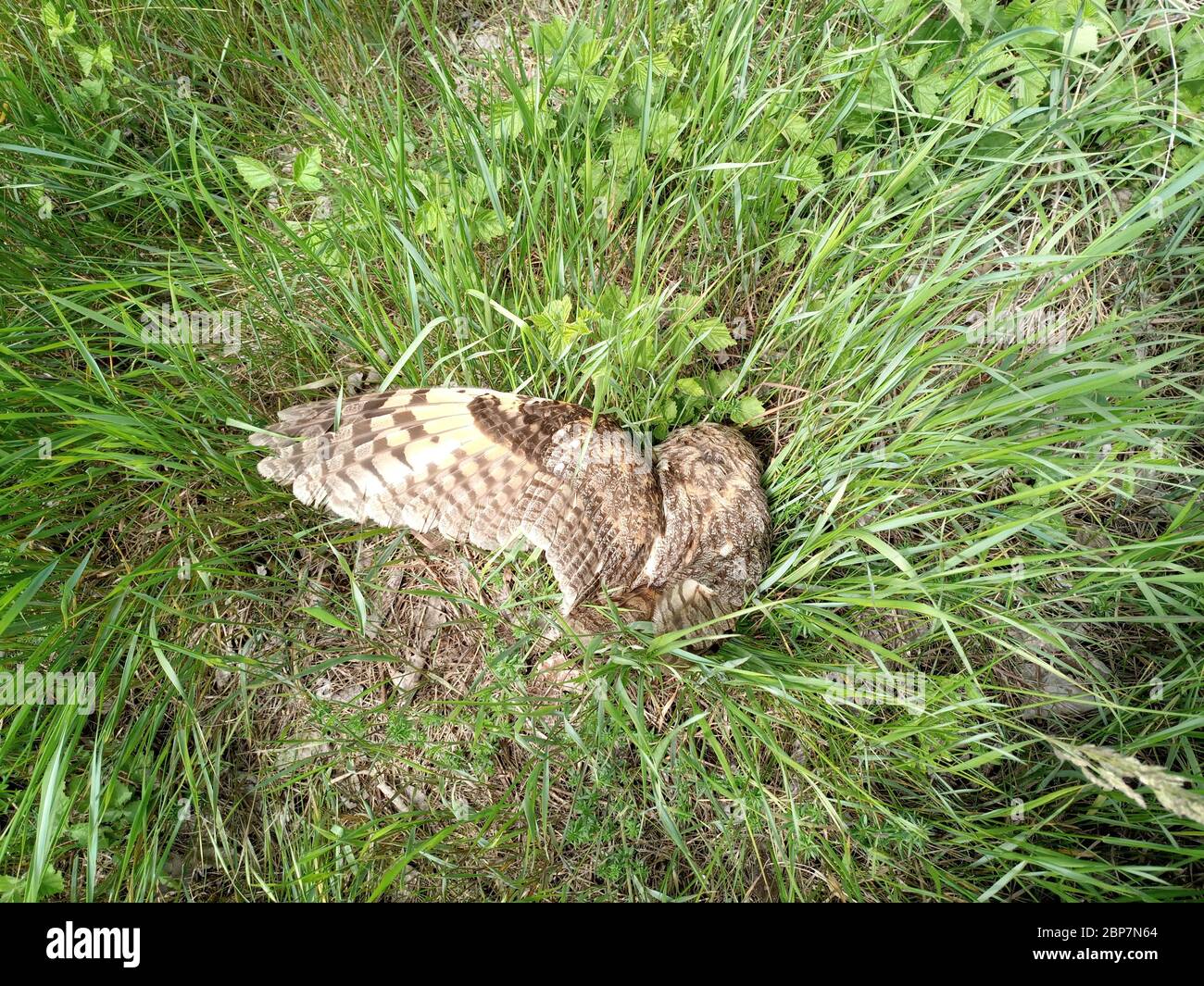 European eagle owl bubo bubo nest hi-res stock photography and images ...