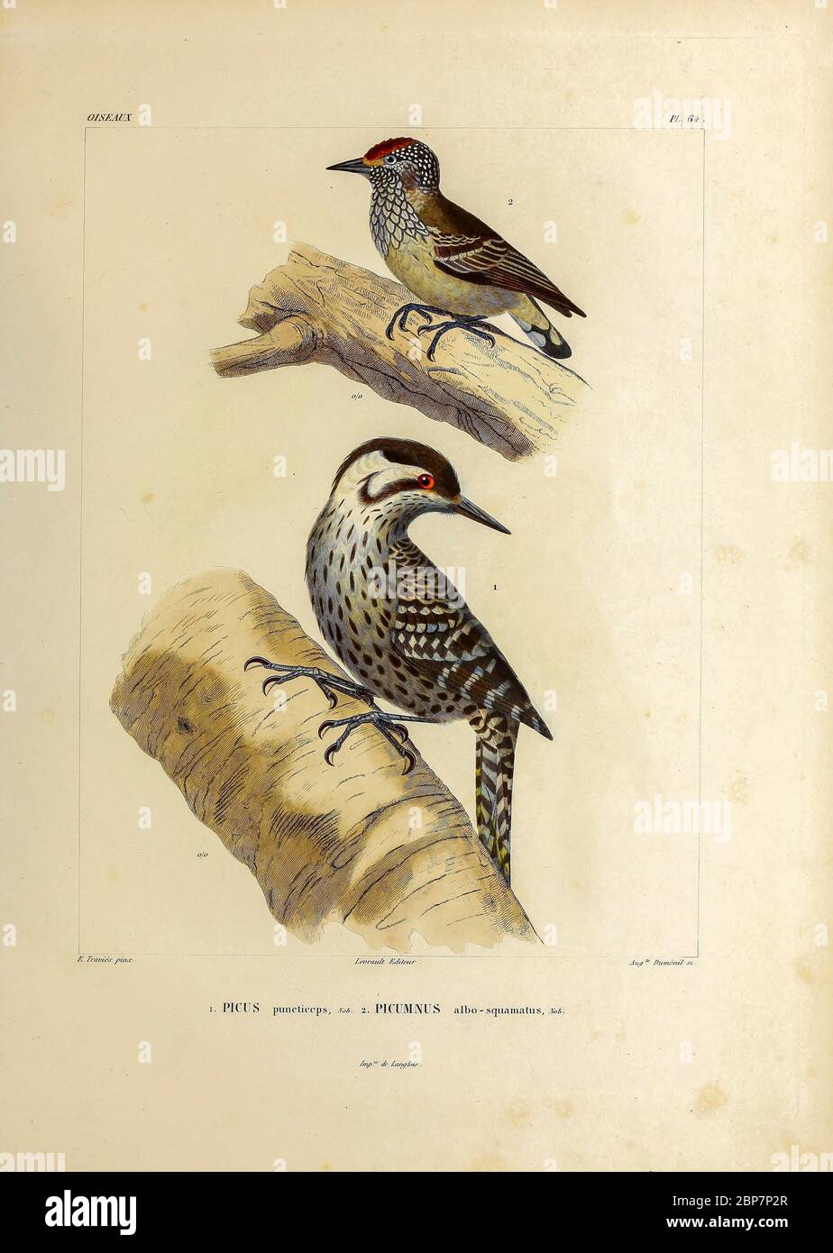 Picus lignarius hi-res stock photography and images - Alamy