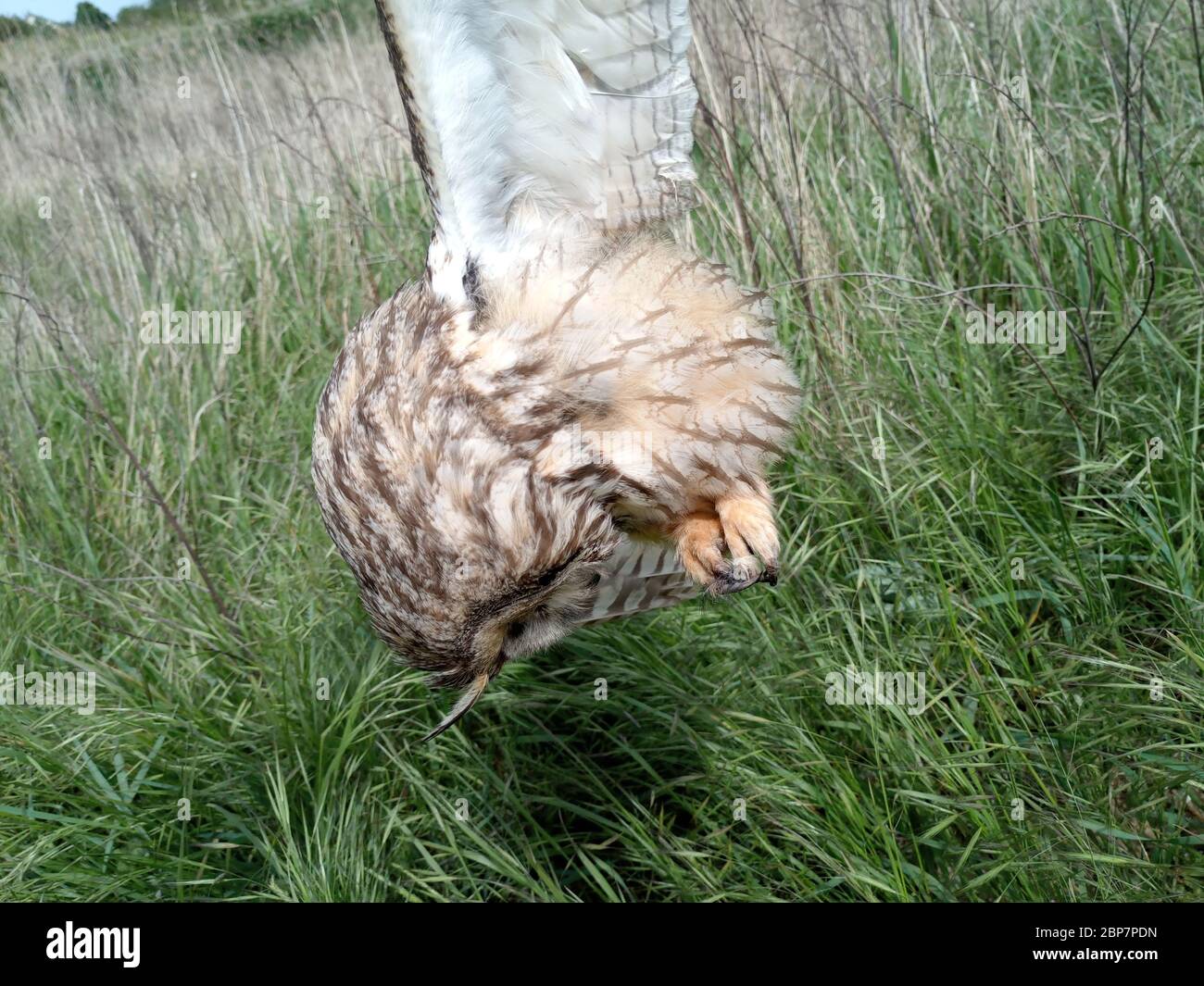 Dead owl. Found a dead owl in the grass Stock Photo - Alamy