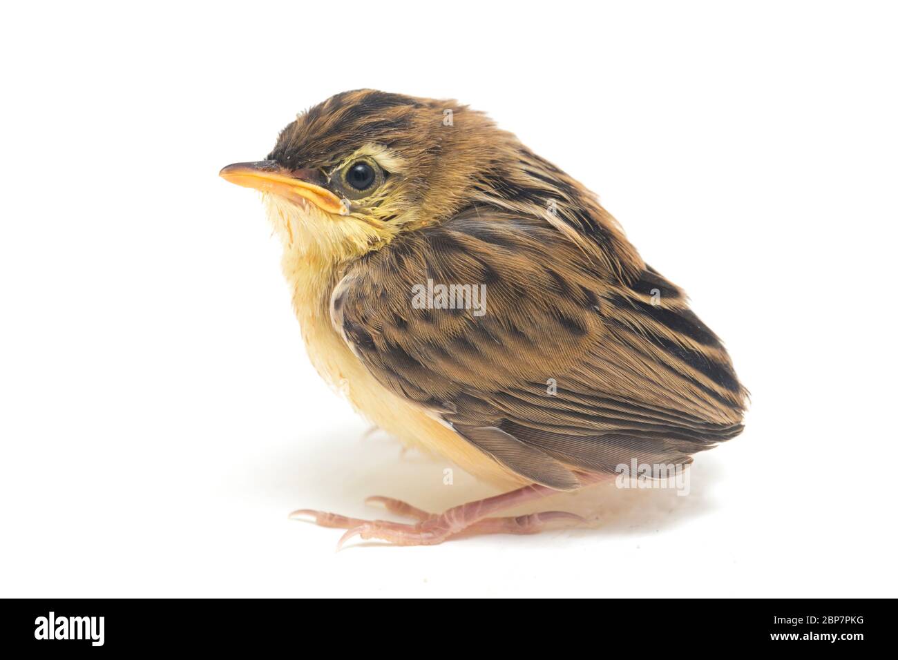 Young Zitting Cisticola Bird (Cisticola juncidis) isolated on white ...