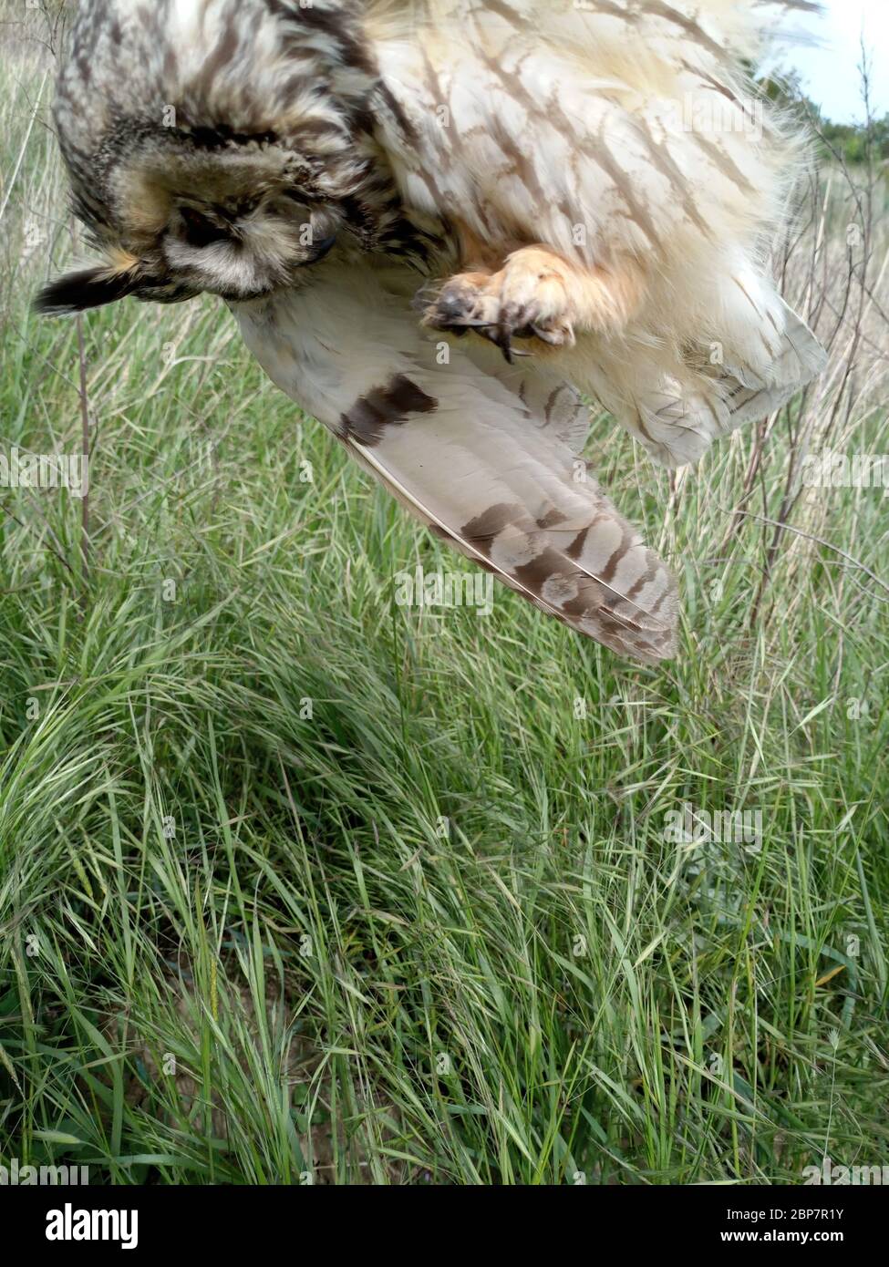 Dead owl. Found a dead owl in the grass Stock Photo - Alamy