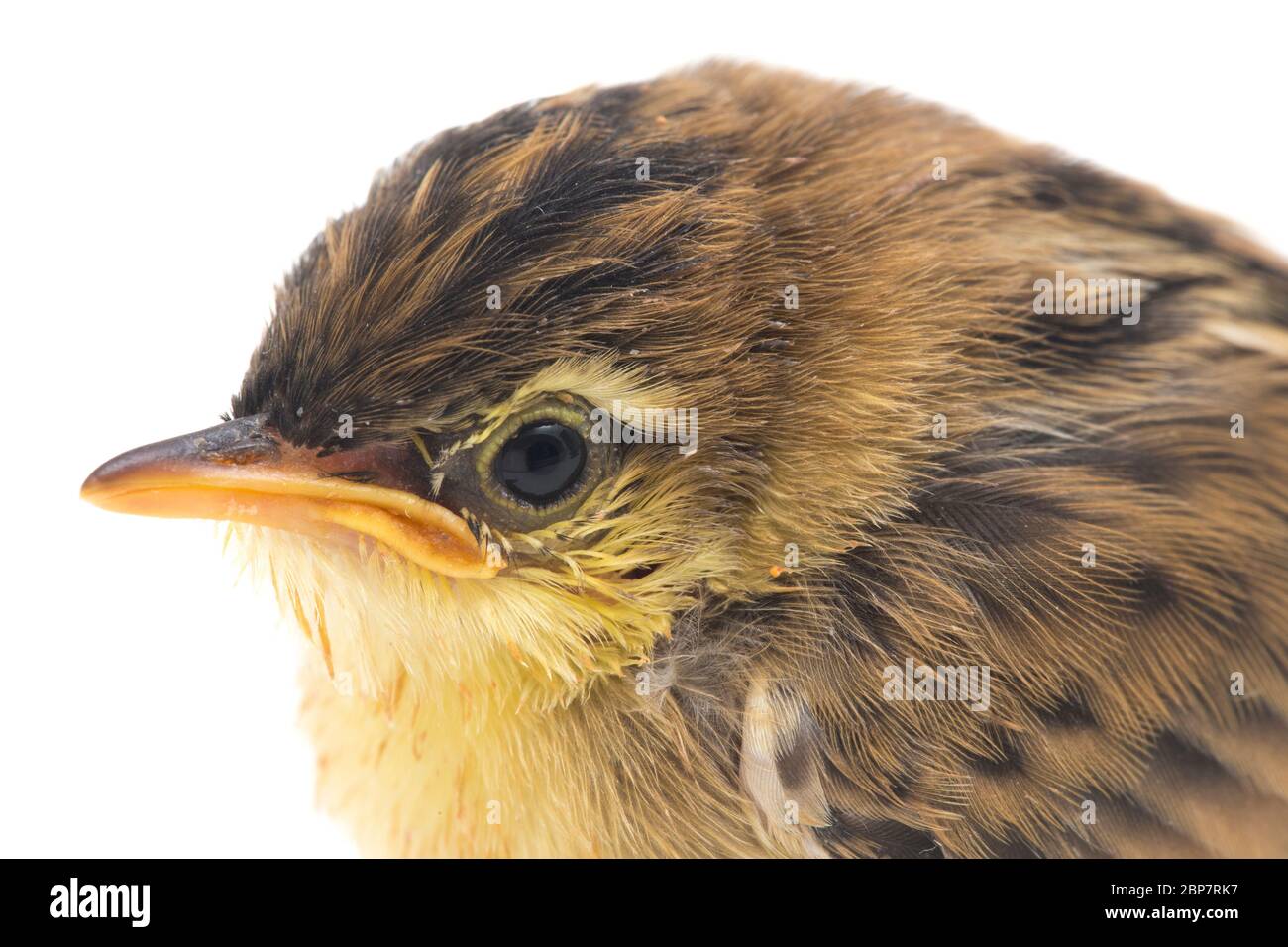 Young Zitting Cisticola Bird (Cisticola juncidis) isolated on white ...