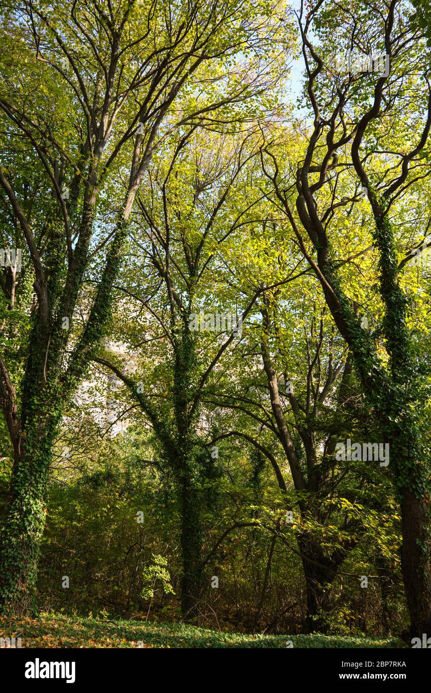 Early Fall Low Angle View Green Trees with foliage on ground in Forest ...
