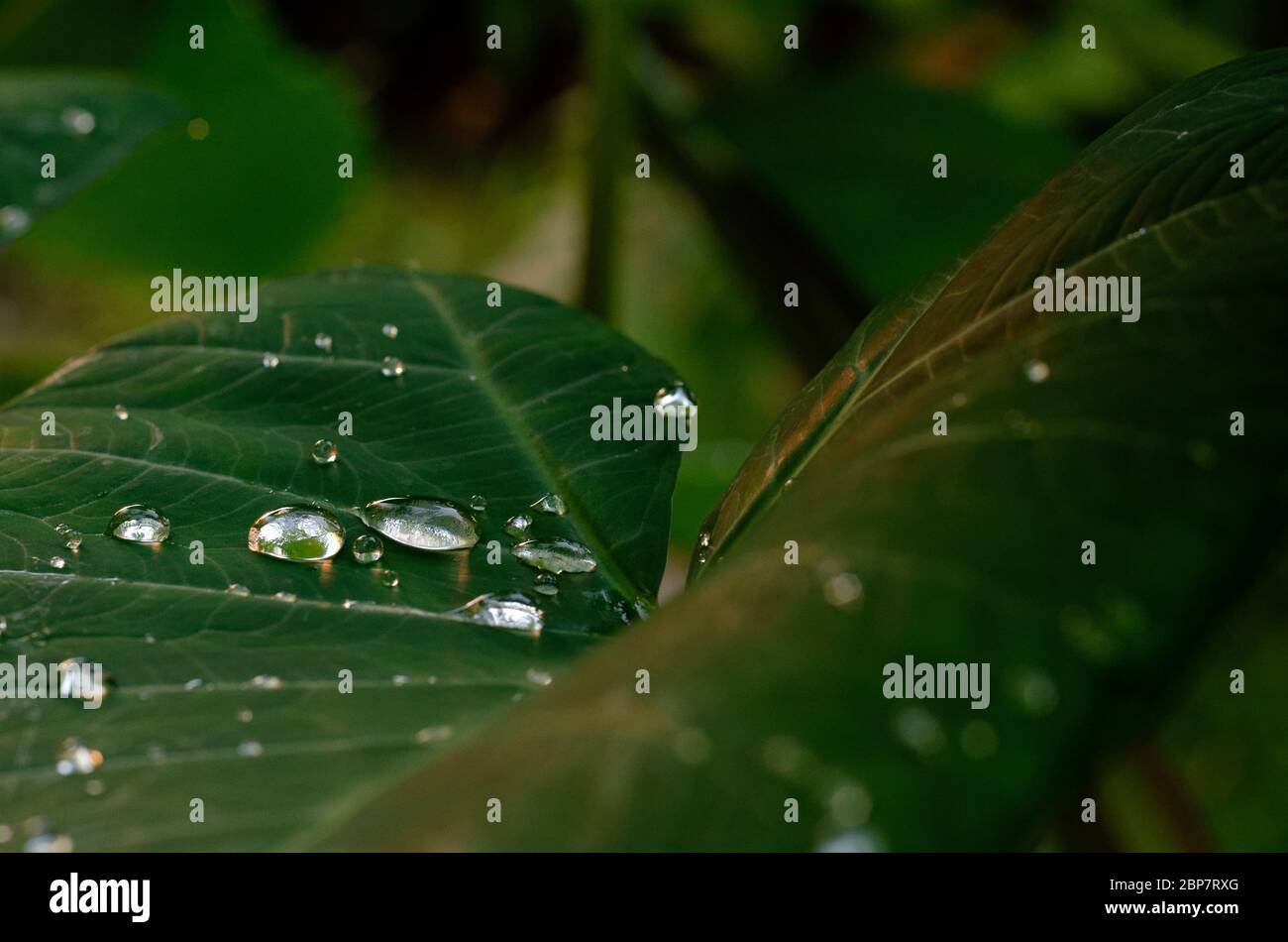 Green velvet taro hi-res stock photography and images - Alamy