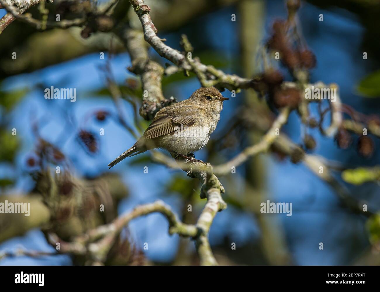 Chiff chaff tree hi-res stock photography and images - Alamy