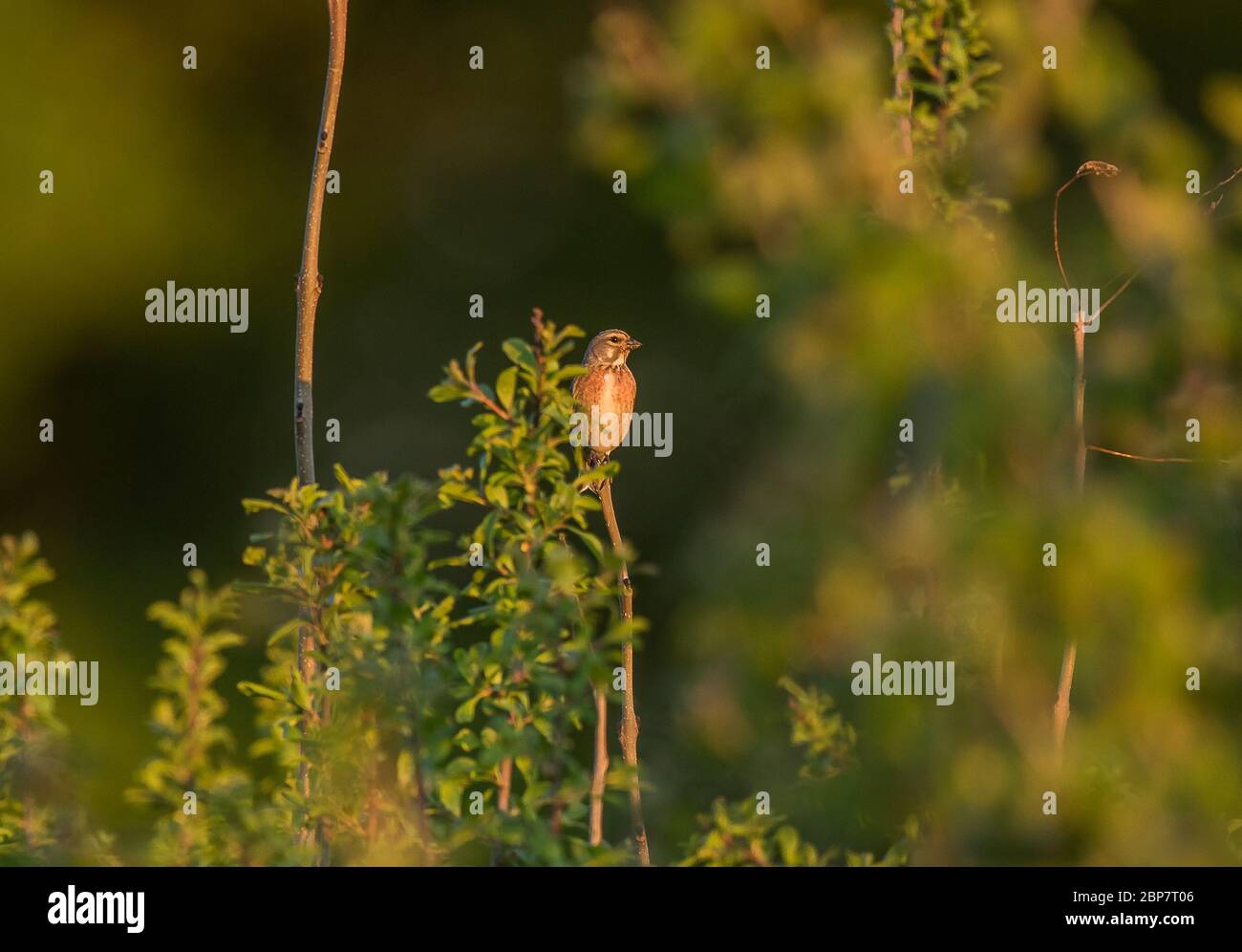 Linnet in great britain hi-res stock photography and images - Alamy