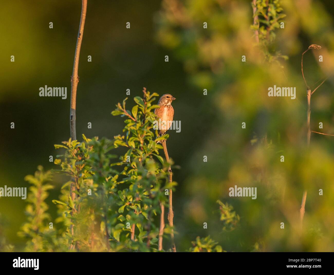 Linnet photographed in the golden hour hi-res stock photography and ...