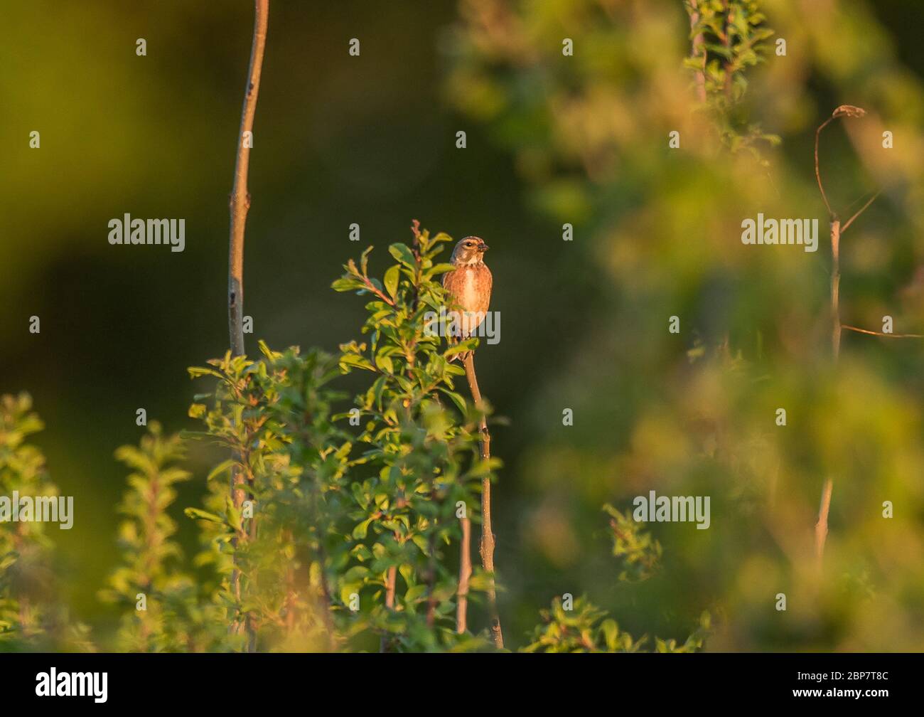 Linnet in great britain hi-res stock photography and images - Alamy