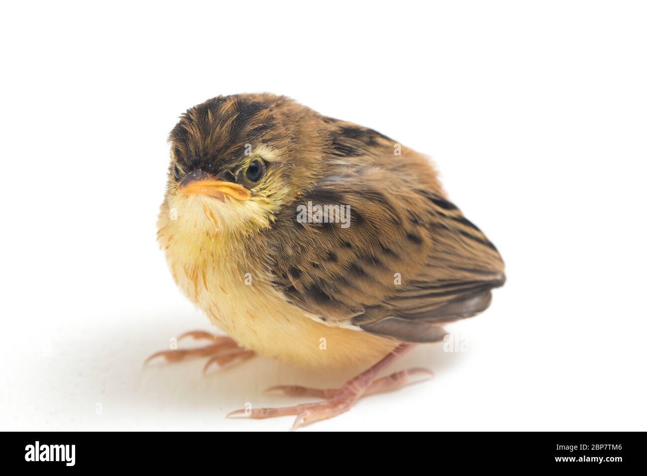 Young Zitting Cisticola Bird (Cisticola juncidis) isolated on white ...