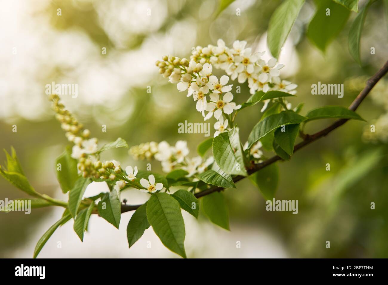 Blooming bird cherry in spring. Flowers of bird cherry close up Stock ...