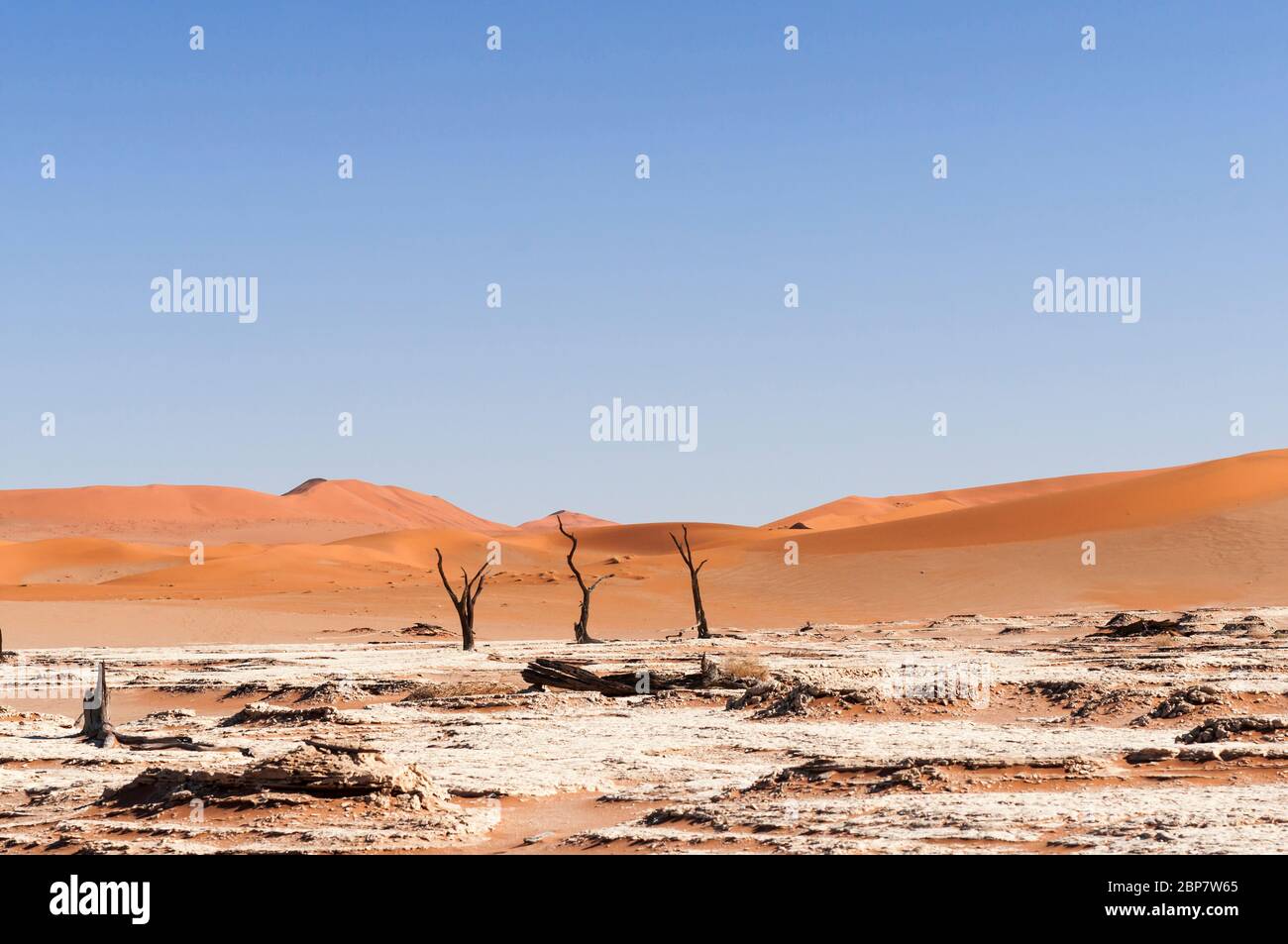 Acacia tree in desert hi-res stock photography and images - Alamy