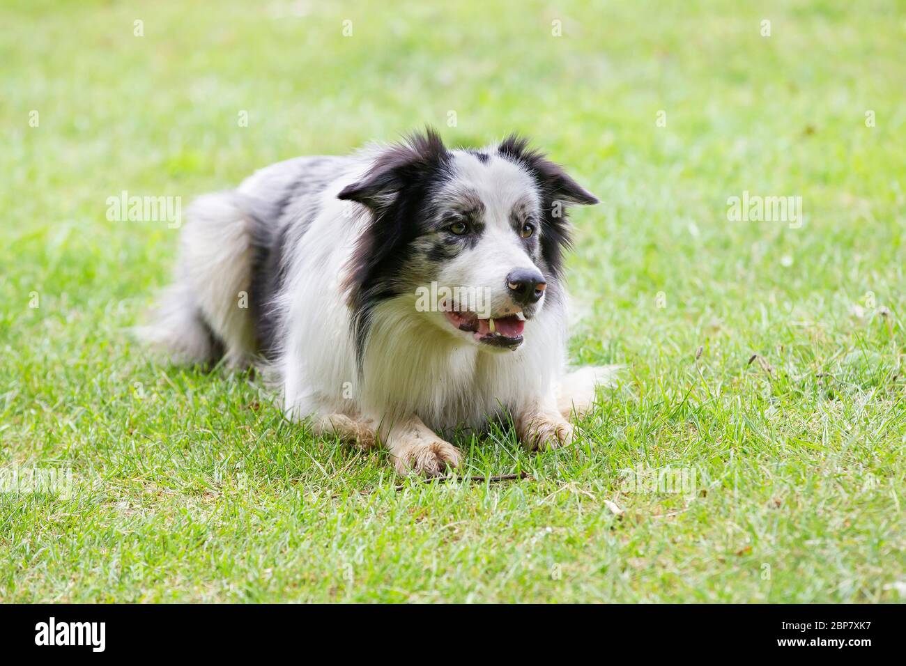 Tri coloured Border Collie in Abington Park on it's morning walk ...