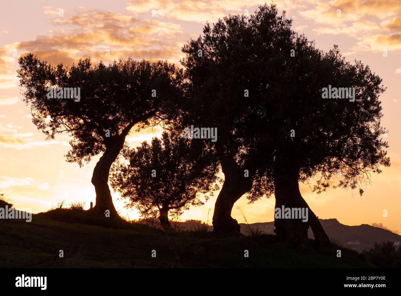Italy Calabria - Country - Olive tree in sunset Stock Photo - Alamy
