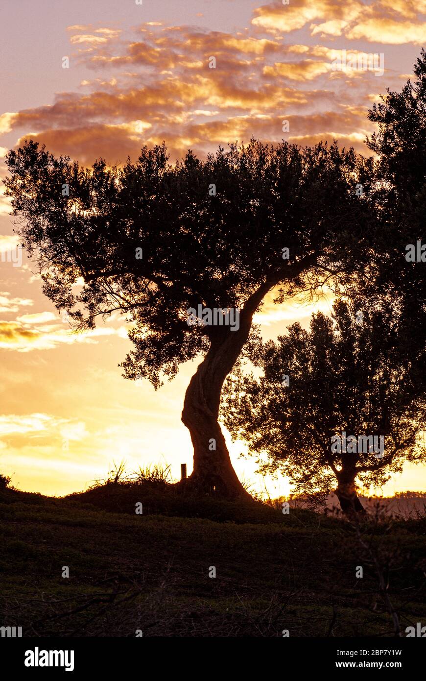 Italy Calabria - Country - Olive tree in sunset Stock Photo - Alamy