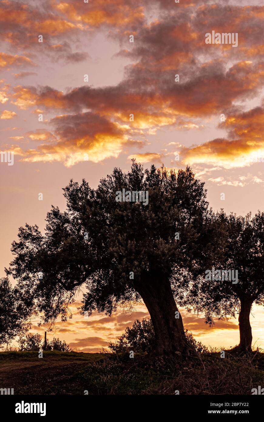 Italy Calabria - Country - Olive tree in sunset Stock Photo - Alamy