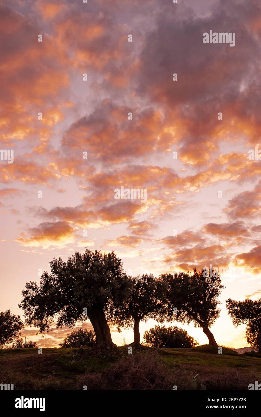Italy Calabria - Country - Olive tree in sunset Stock Photo - Alamy