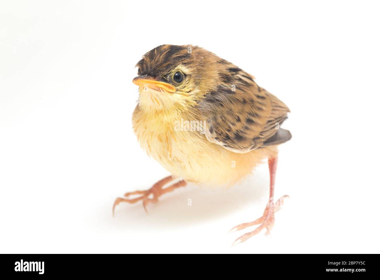 Young Zitting Cisticola Bird (Cisticola juncidis) isolated on white ...