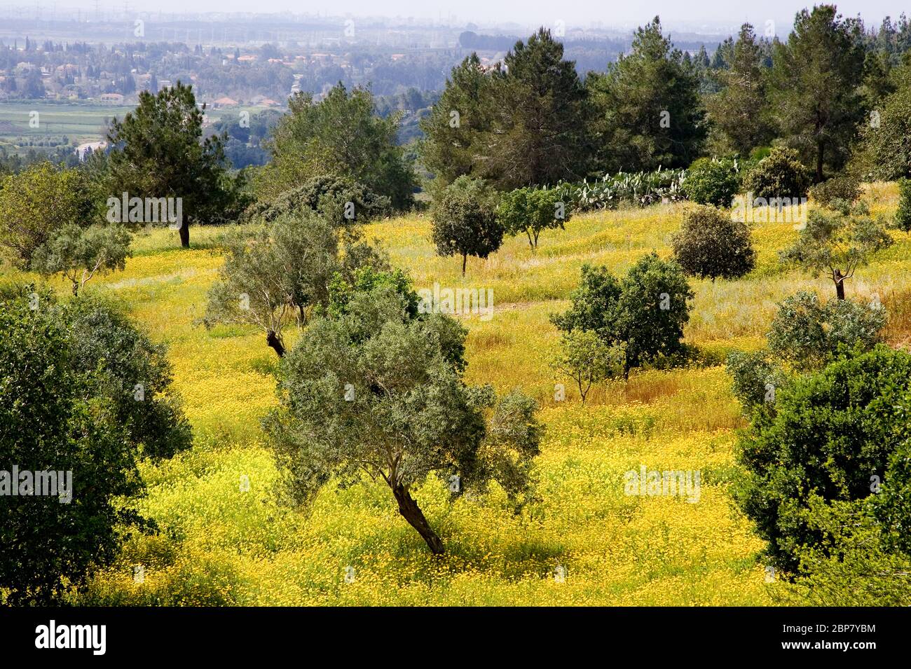 Olive tree plantation. Photographed in Ramat Hanadiv, Israel in Spring ...