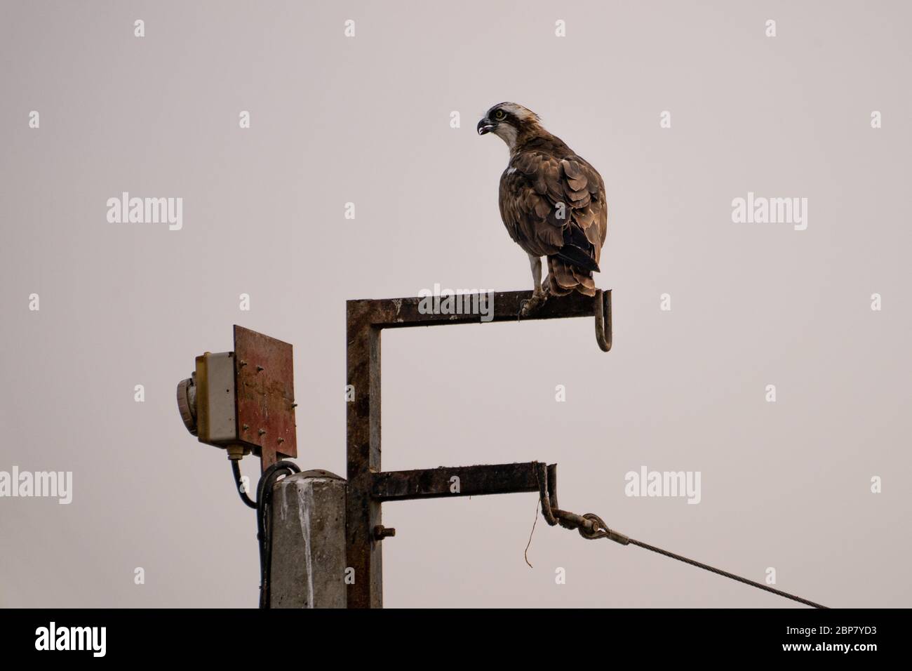 Seahawk bird hi-res stock photography and images - Alamy