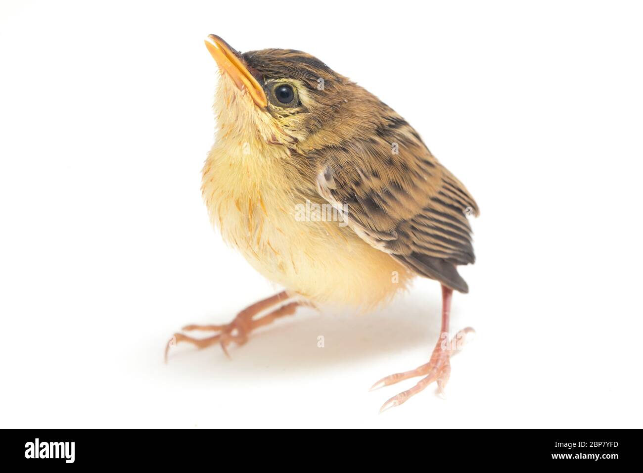Young Zitting Cisticola Bird (Cisticola juncidis) isolated on white ...