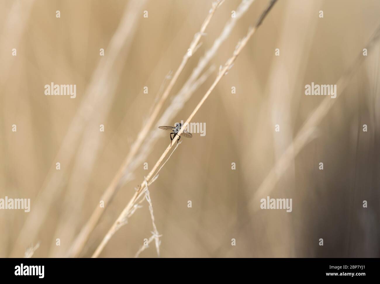 March fly hi-res stock photography and images - Alamy