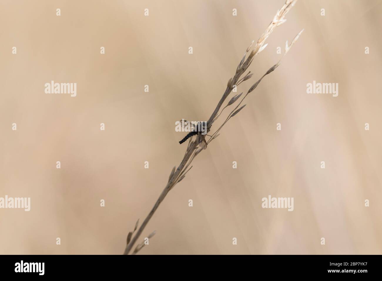 March fly hi-res stock photography and images - Alamy