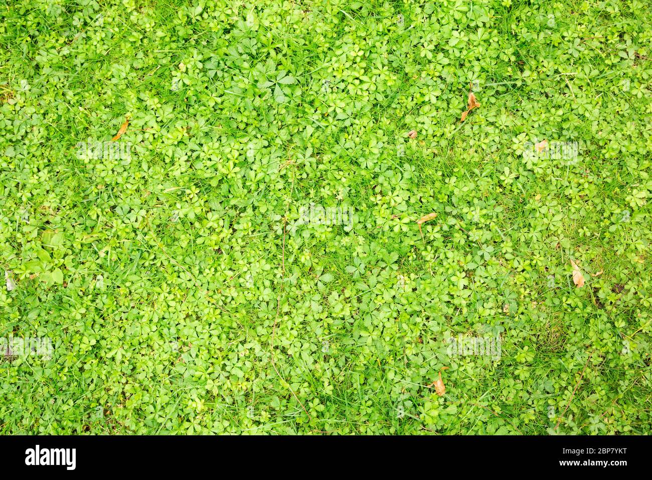 Green plants texture as a background Stock Photo - Alamy