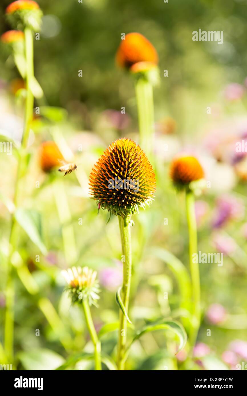 Red and yellow echinacea purpurea hi-res stock photography and images ...