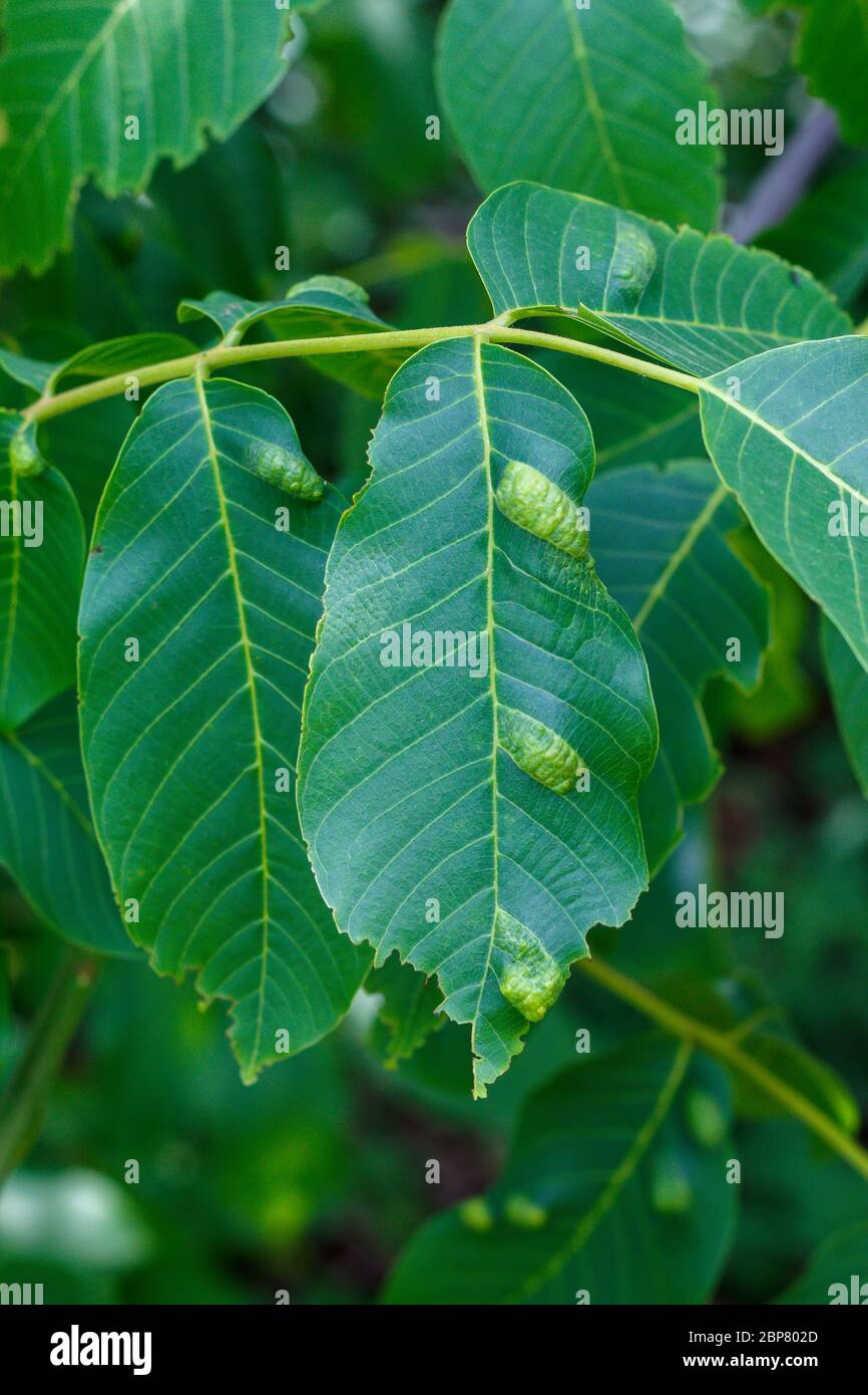 Walnut Leaves With Disease - Mites Stock Photo - Alamy
