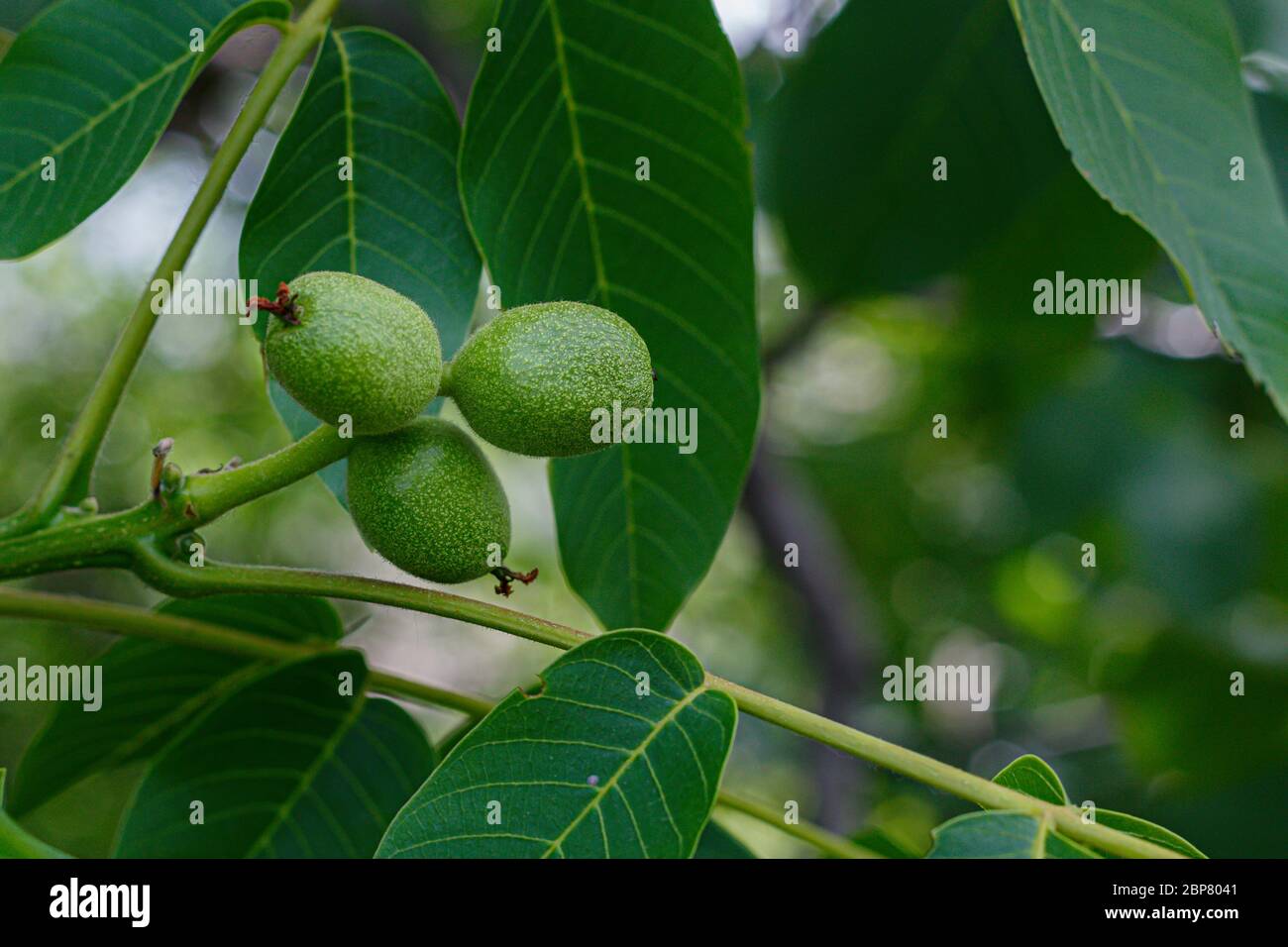 Small Walnuts on Walnut Tree Branch Stock Photo - Alamy