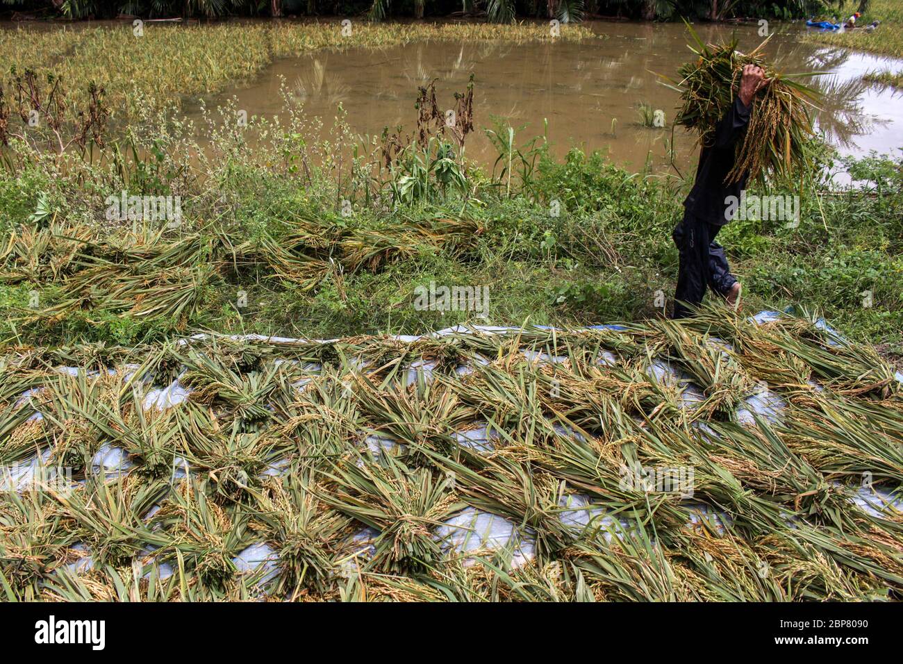 Rice rainfall floods hi-res stock photography and images - Alamy