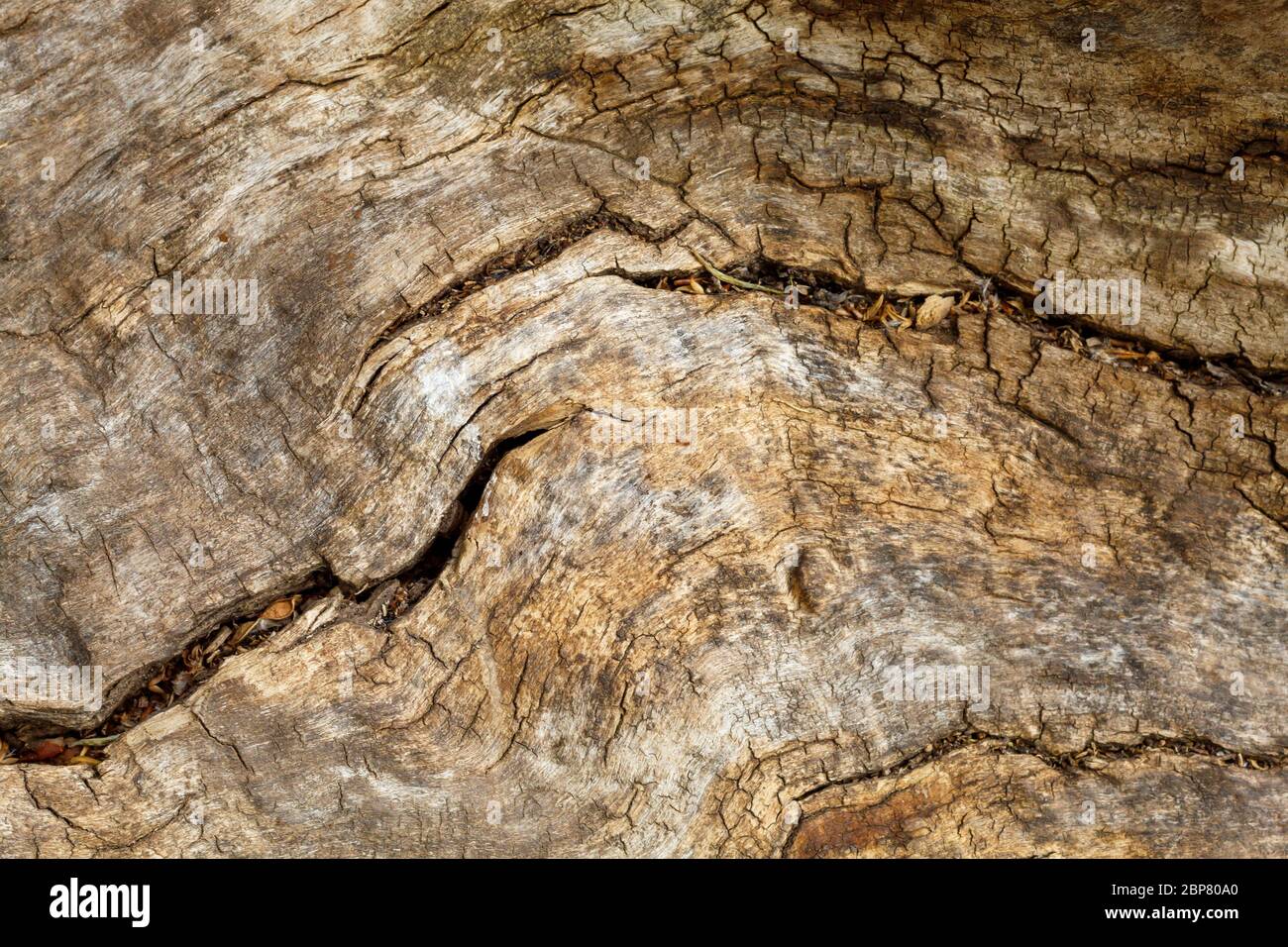 Old Weathered Tree Bark Texture Stock Photo - Alamy