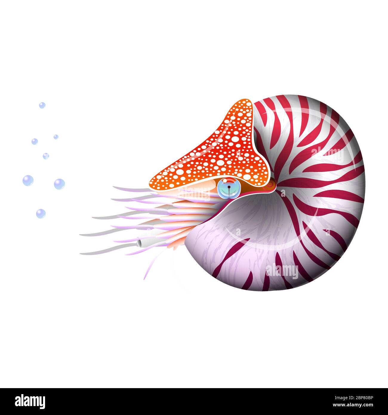 Chambered Nautilus Pompilius. Mollusc cephalopod, animal, marine ...