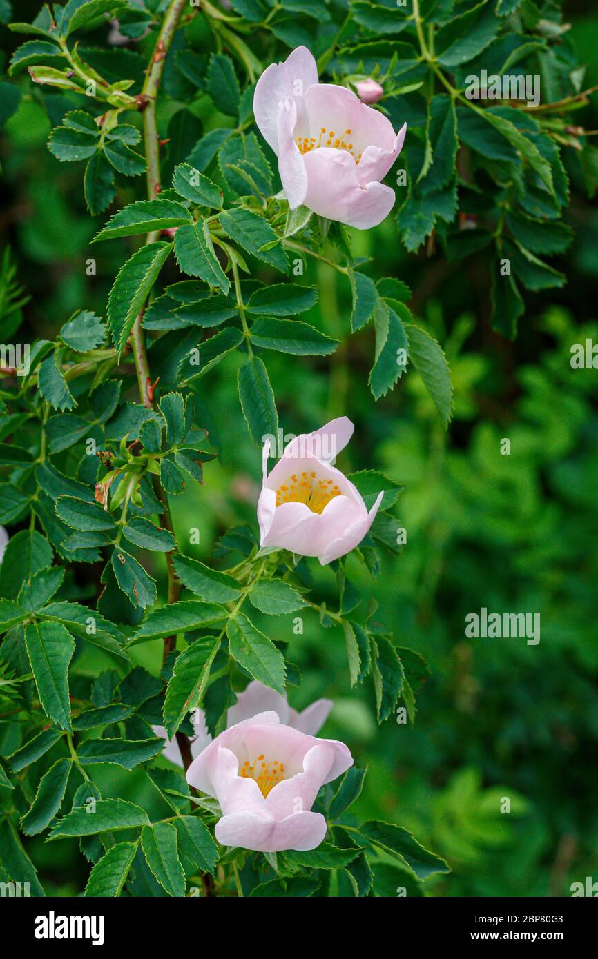 White and yellow spring hi-res stock photography and images - Alamy