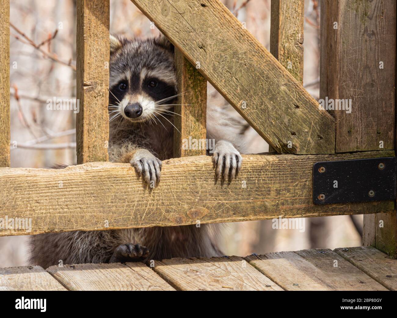 One eyed bandit hi-res stock photography and images - Alamy